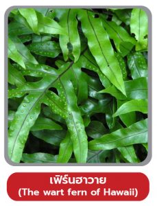 ต้นไม้ในศูนย์บรรณสารฯ